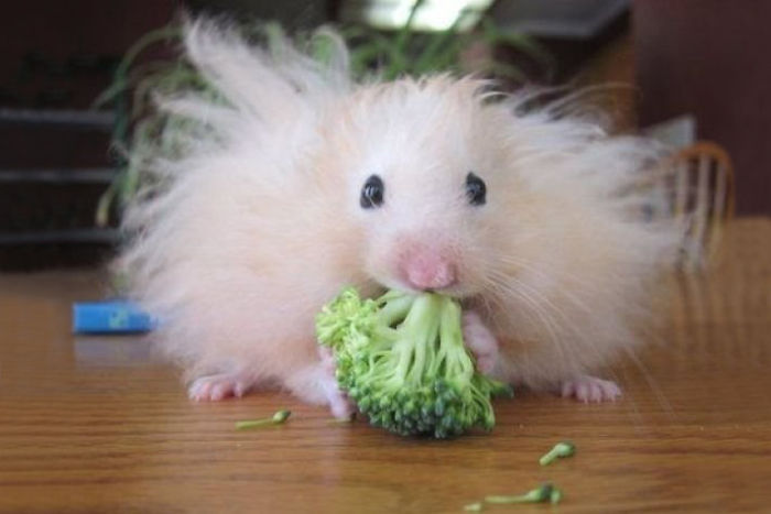 40+ animals with truly glorious hairstyles