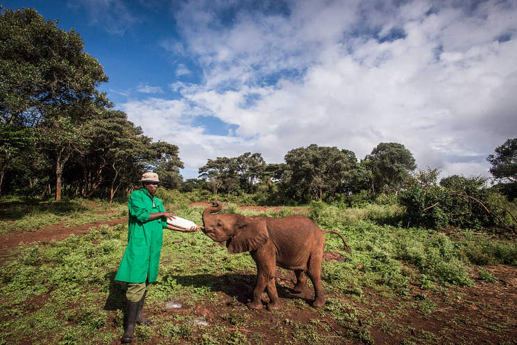 Orphaned baby elephant gets rescued