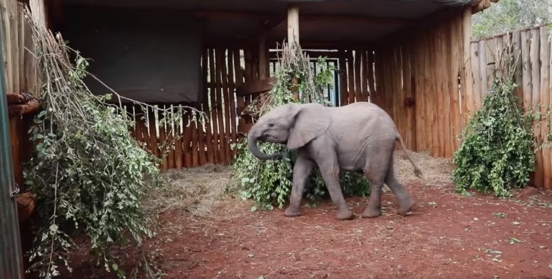 Orphaned baby elephant gets rescued