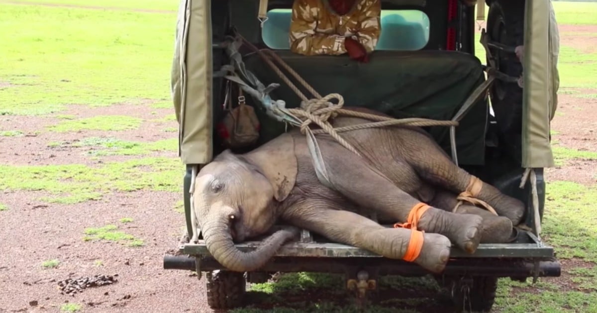 Orphaned baby elephant gets rescued
