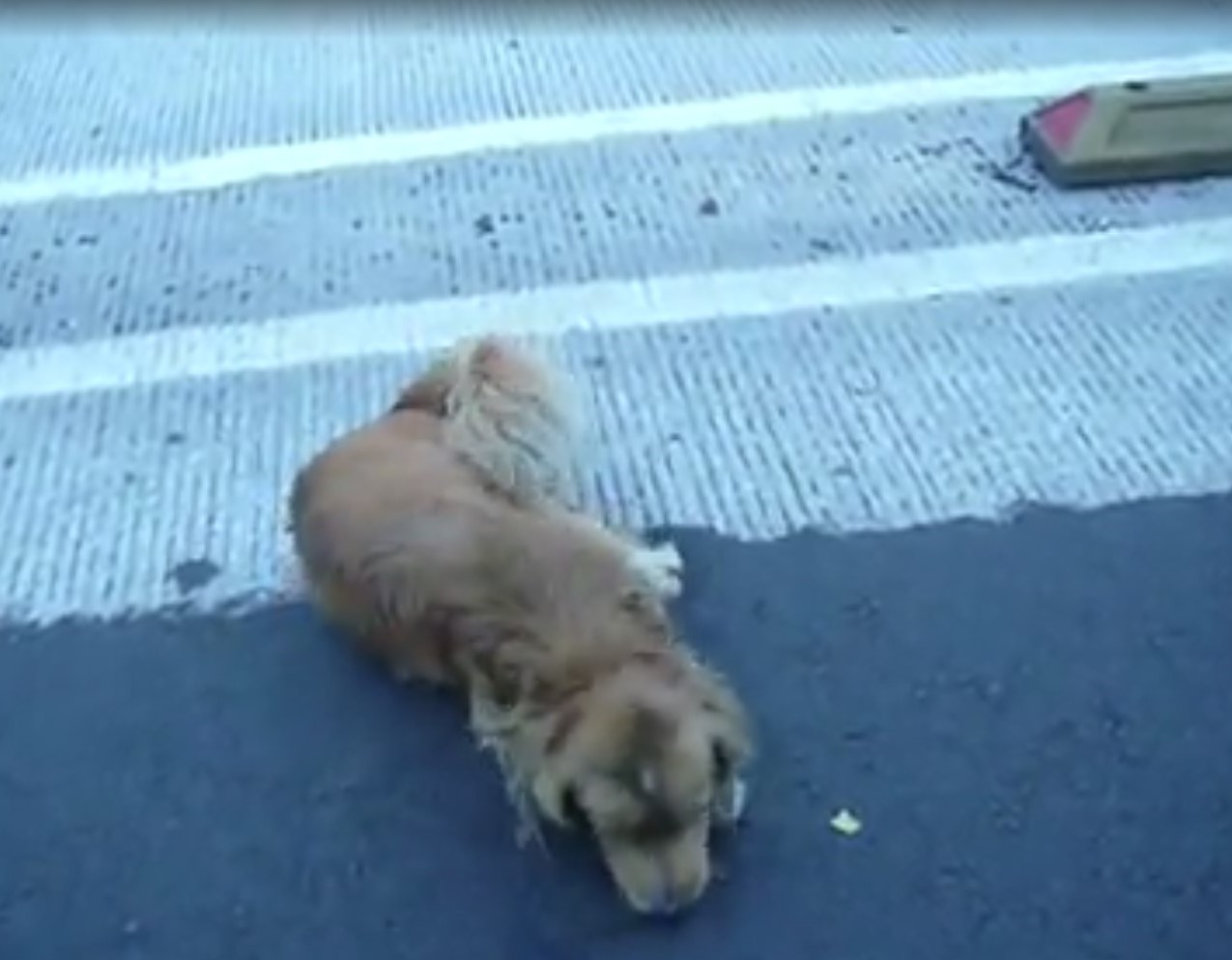 Man stops on the highway to save an abandoned dog hit by a car