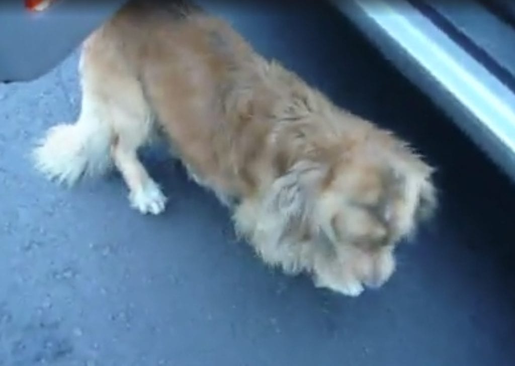 Man stops on the highway to save an abandoned dog hit by a car
