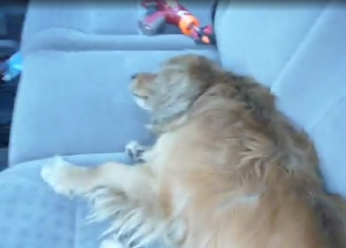 Man stops on the highway to save an abandoned dog hit by a car