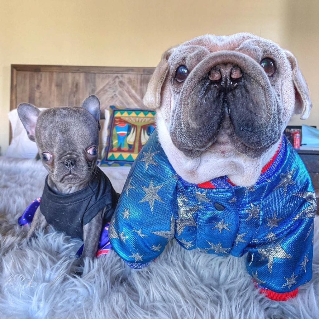 Adorable Dog Who Looks Like Baby Yoda Gets Rescued From Meat Trade