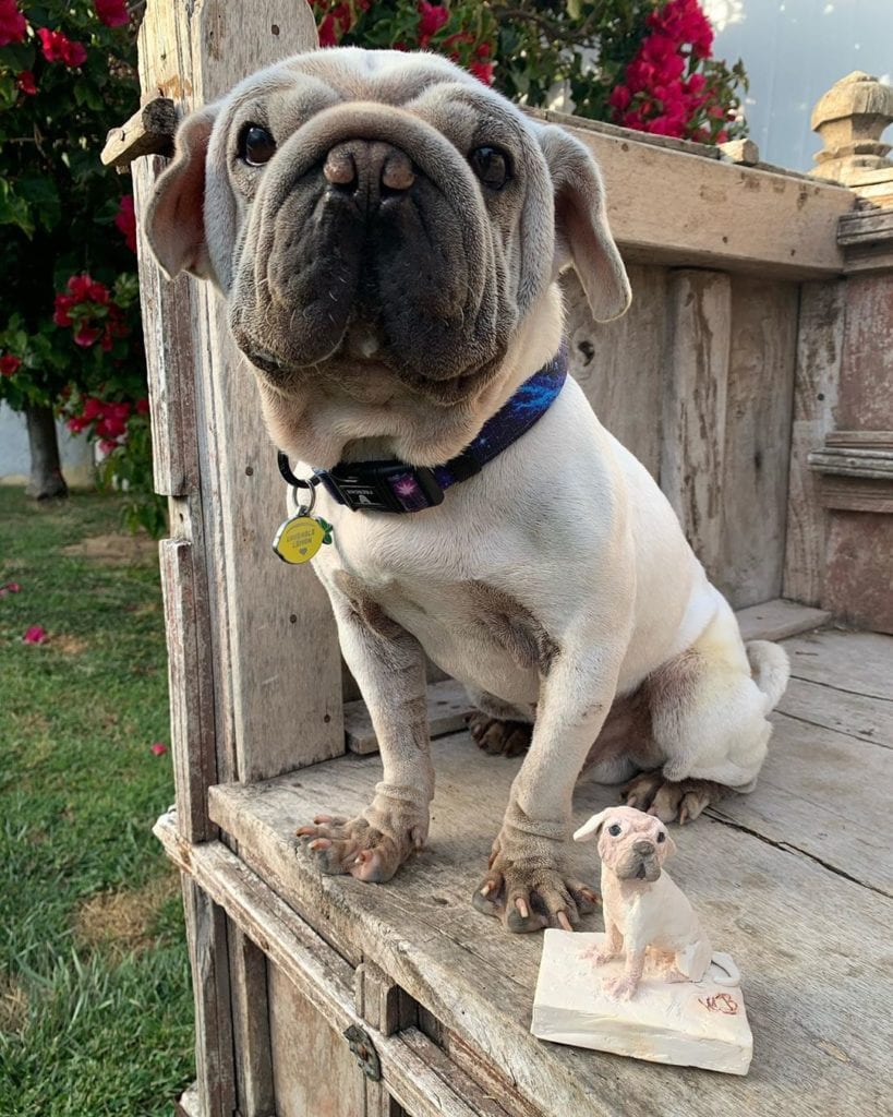 Adorable Dog Who Looks Like Baby Yoda Gets Rescued From Meat Trade