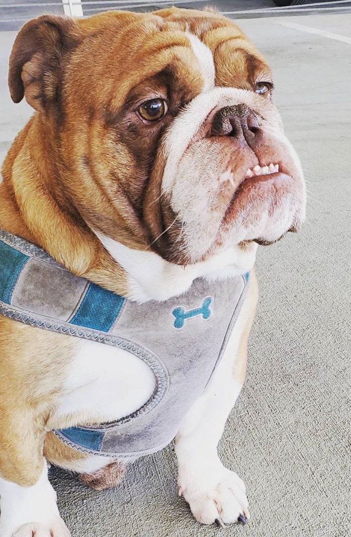 Sad Bulldog Is A Whole Lockdown Mood