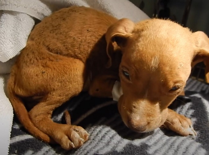 Tiny, weak ‘chihuahua’ fools everyone after recovery
