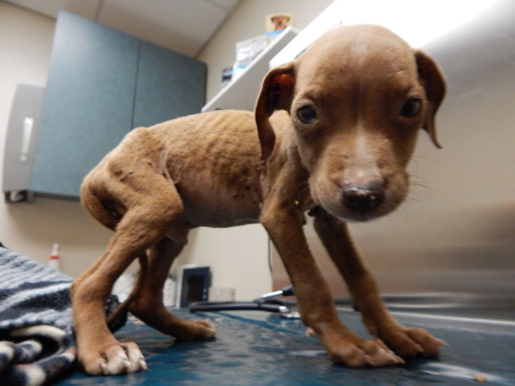 Tiny, weak ‘chihuahua’ fools everyone after recovery