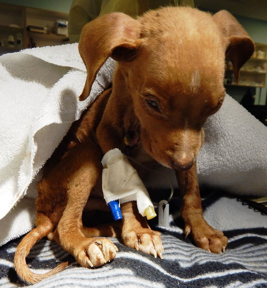 Tiny, weak ‘chihuahua’ fools everyone after recovery