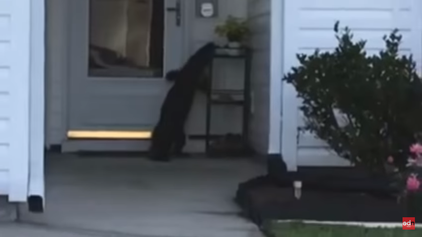Alligator Pays Woman A Surprise Visit By Ringing Her Doorbell