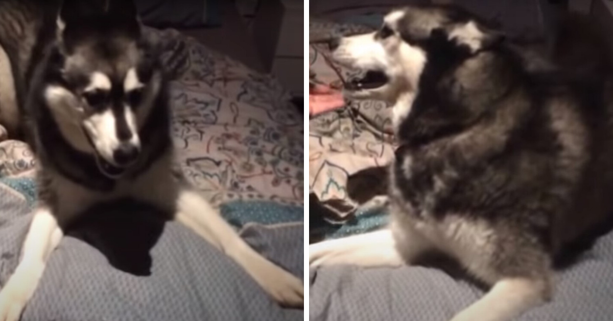Grumpy husky is very upset his owners left him alone for 10 minutes