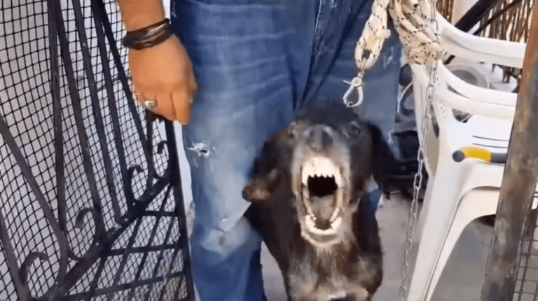 ‘Aggressive’ Rescue Dog Goes Through Amazing Transformation When Given Love