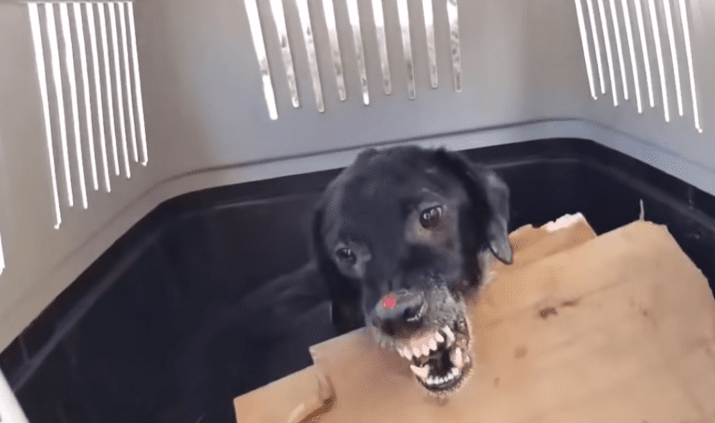 ‘Aggressive’ Rescue Dog Goes Through Amazing Transformation When Given Love