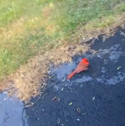 Woman Gets Memorable Experience Finding Injured Cardinal