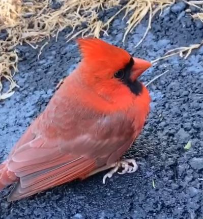 Woman Gets Memorable Experience Finding Injured Cardinal