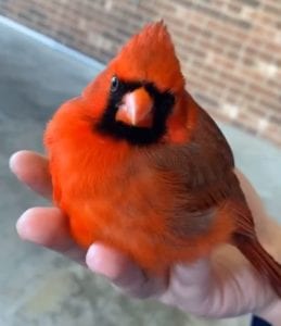 Woman Gets Memorable Experience Finding Injured Cardinal