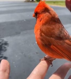 Woman Gets Memorable Experience Finding Injured Cardinal