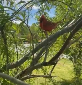Woman Gets Memorable Experience Finding Injured Cardinal
