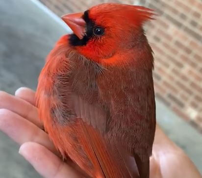 Woman Gets Memorable Experience Finding Injured Cardinal