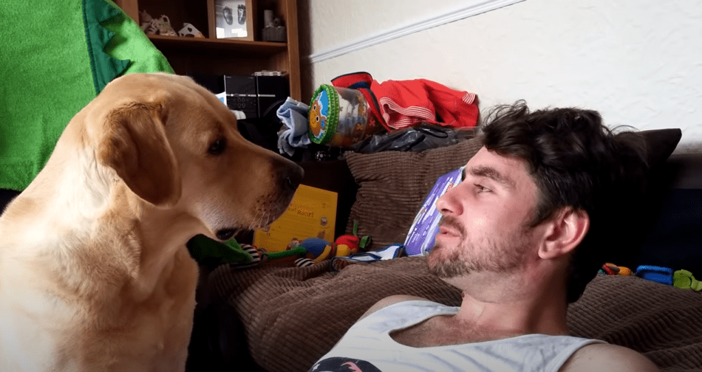 Labrador doesn’t take kindly to being ignored