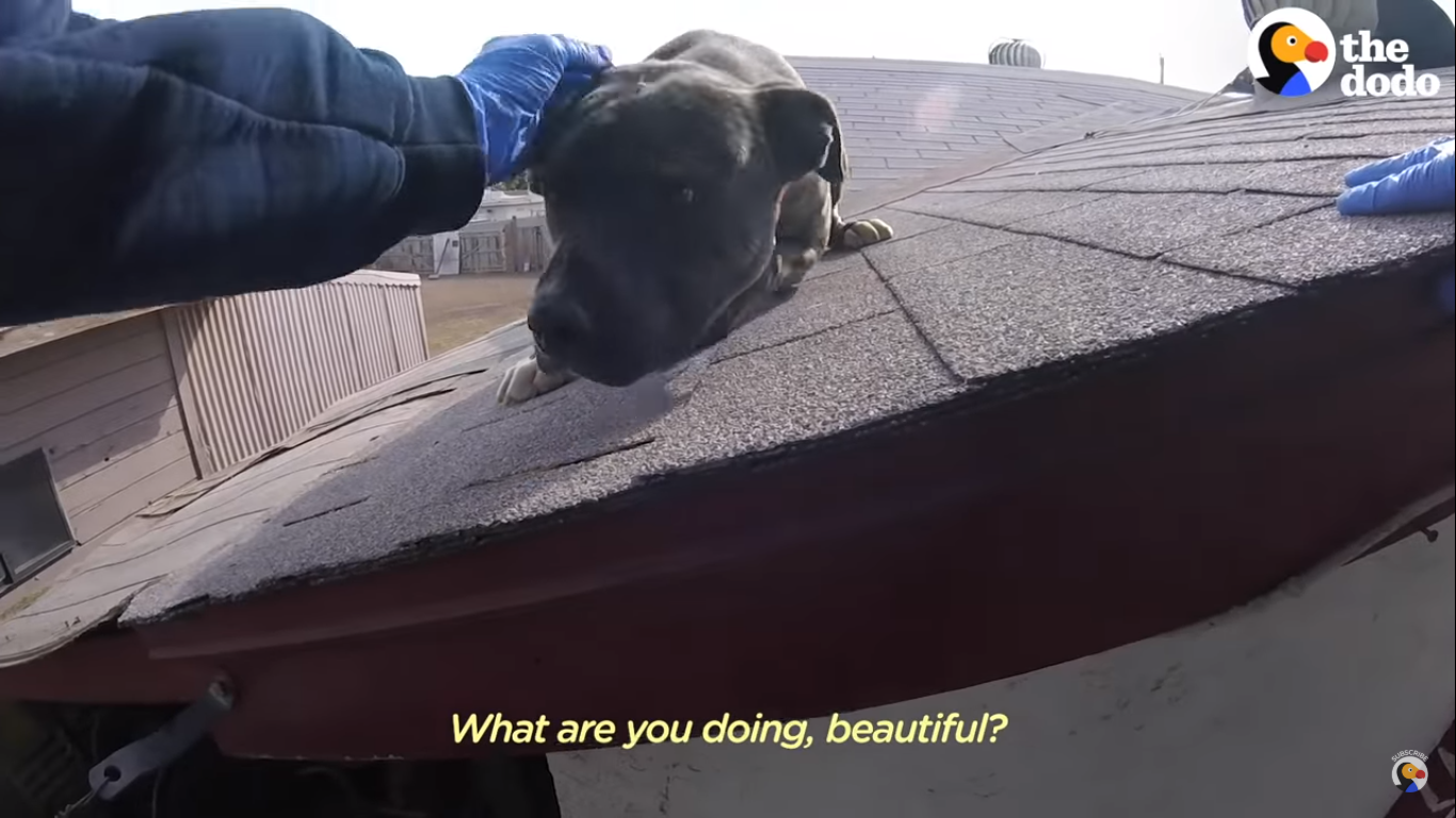 Stray Pit Bull Trapped On Hot Roof Has Best Reaction To Being Rescued