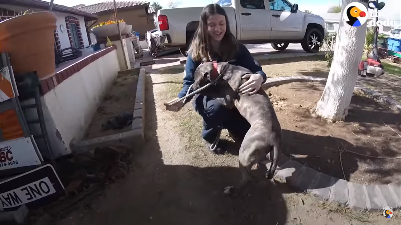 Stray Pit Bull Trapped On Hot Roof Has Best Reaction To Being Rescued
