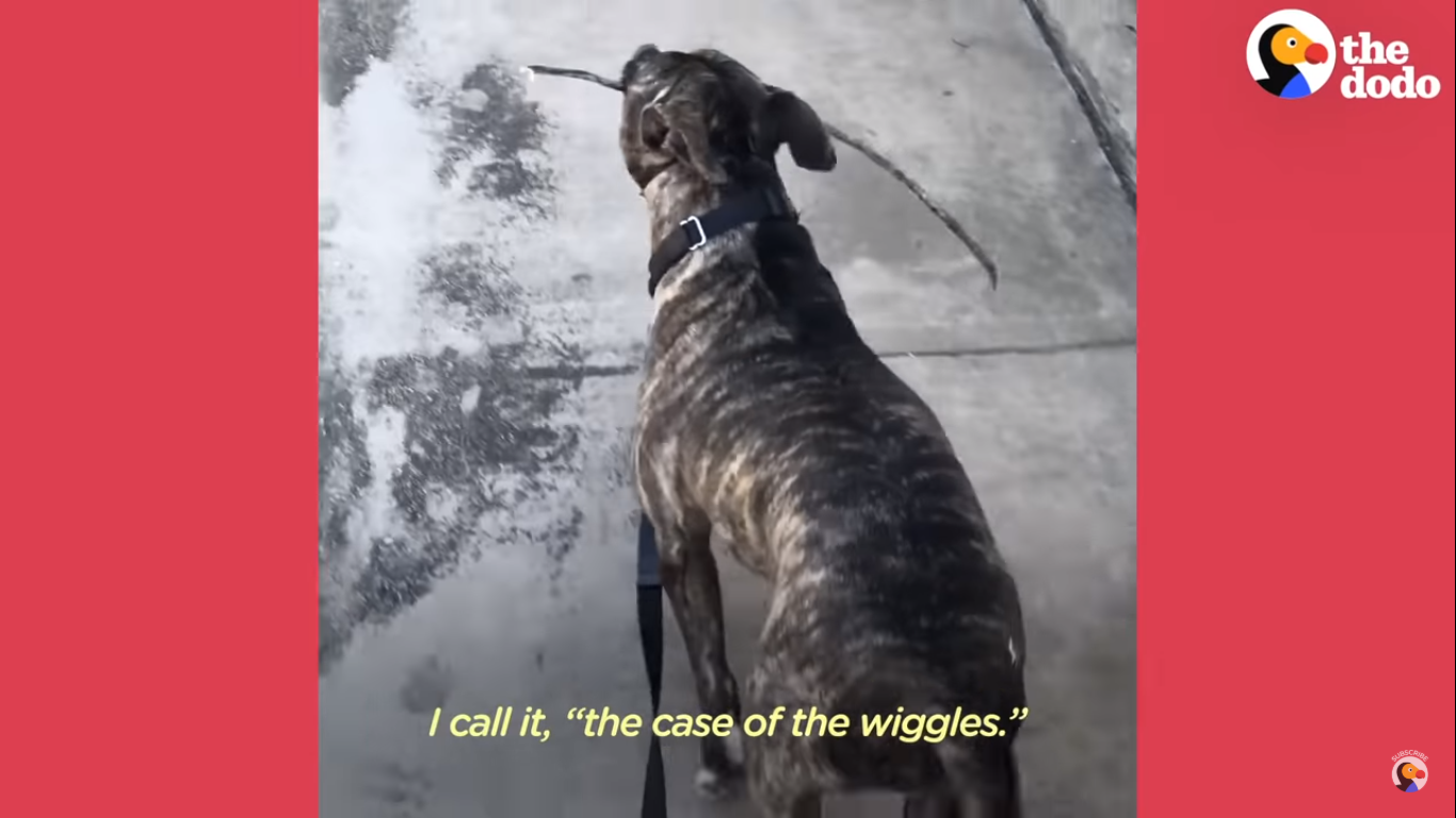 Stray Pit Bull Trapped On Hot Roof Has Best Reaction To Being Rescued