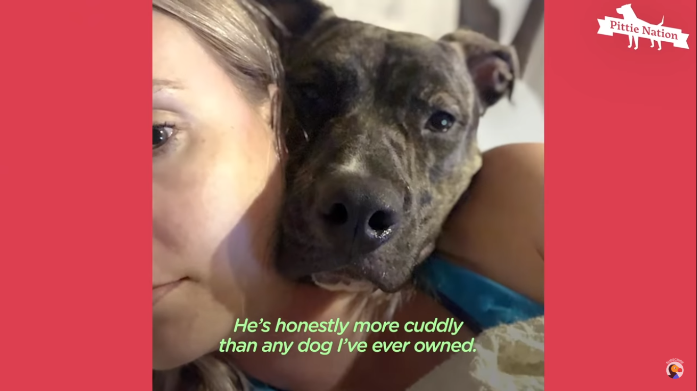 Stray Pit Bull Trapped On Hot Roof Has Best Reaction To Being Rescued