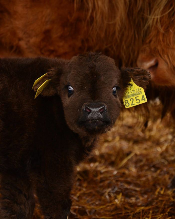 50 Adorable Baby Highland Cows That Are Sure To Make You Smile