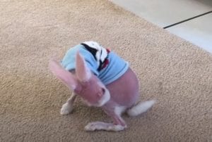 Rare hairless bunny is rescued from euthanasia and has now become ...