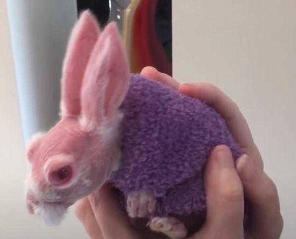Rare hairless bunny is rescued from euthanasia and has now become ...