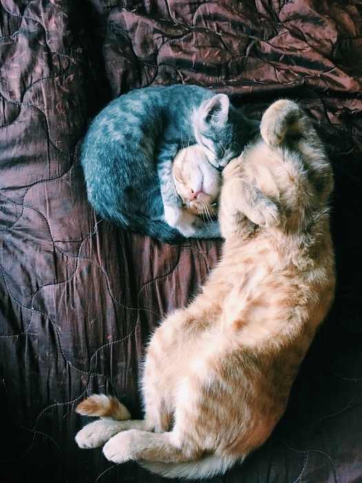 50 Animals Whose Love Is Unconditional