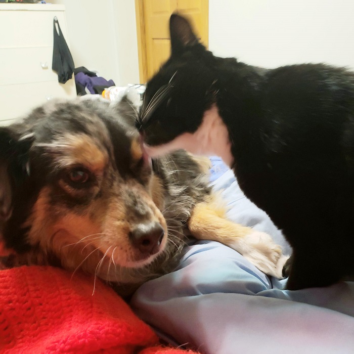 50 Animals Whose Love Is Unconditional