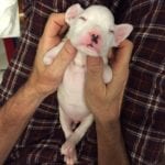 Foster dad gives dog missing front legs a second chance at life