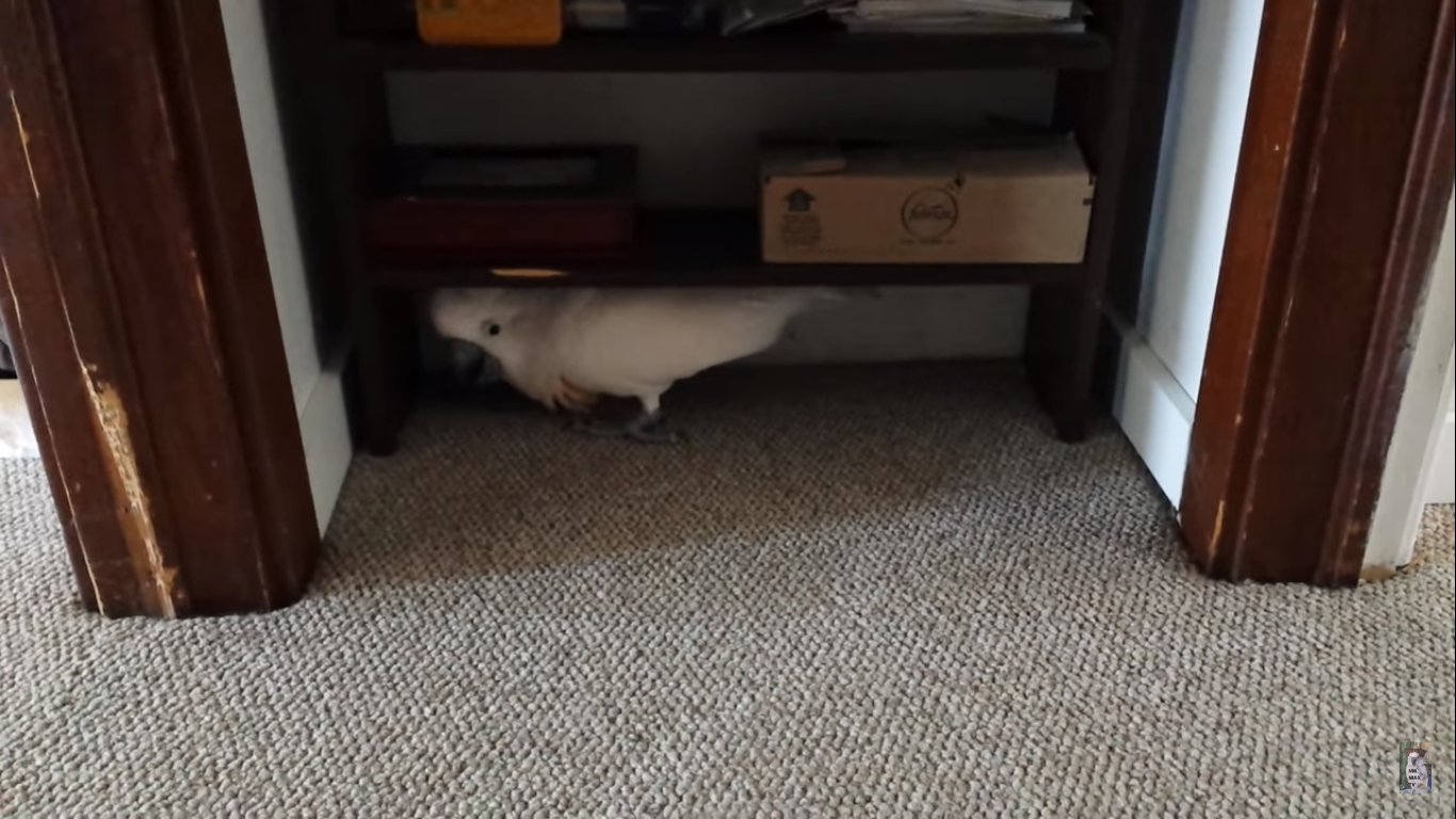 Cockatoo Throws Hilarious Tantrum When He Learns He’s Going To Vet