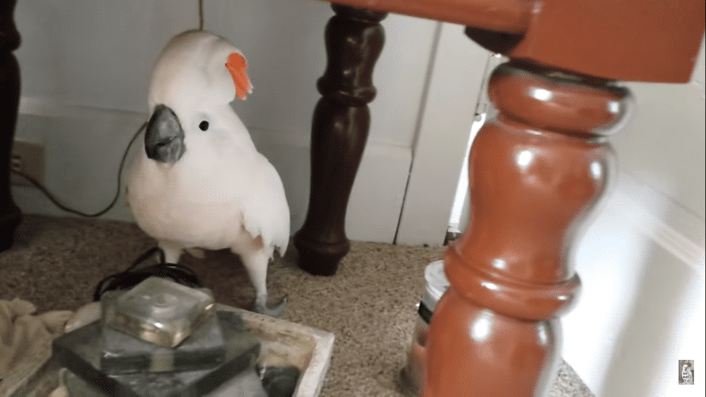 Cockatoo Throws Hilarious Tantrum When He Learns He’s Going To Vet