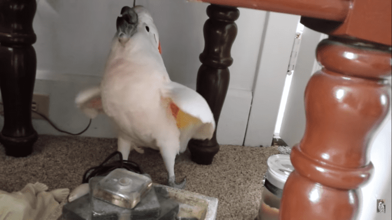 Cockatoo Throws Hilarious Tantrum When He Learns He’s Going To Vet