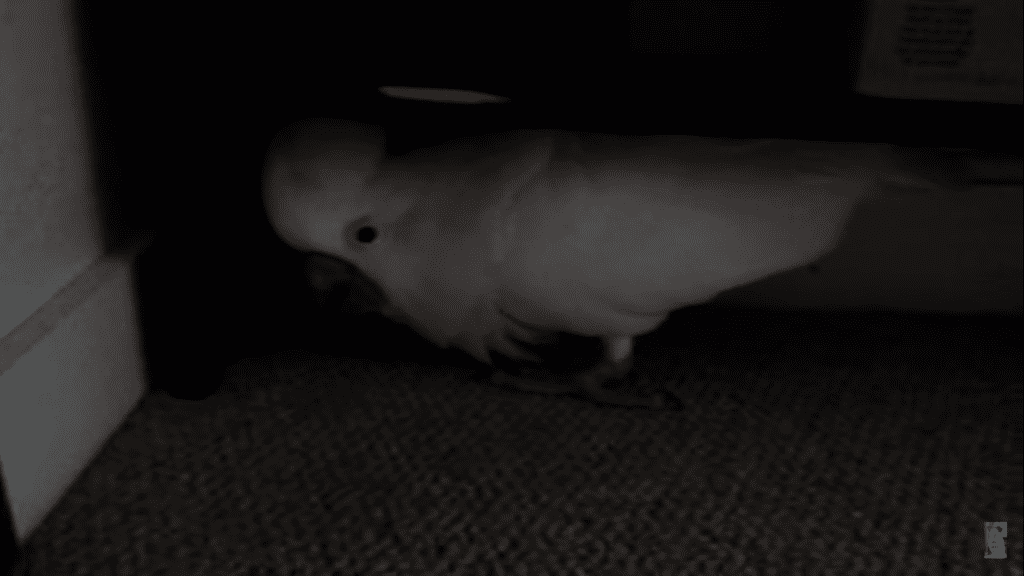 Cockatoo Throws Hilarious Tantrum When He Learns He’s Going To Vet