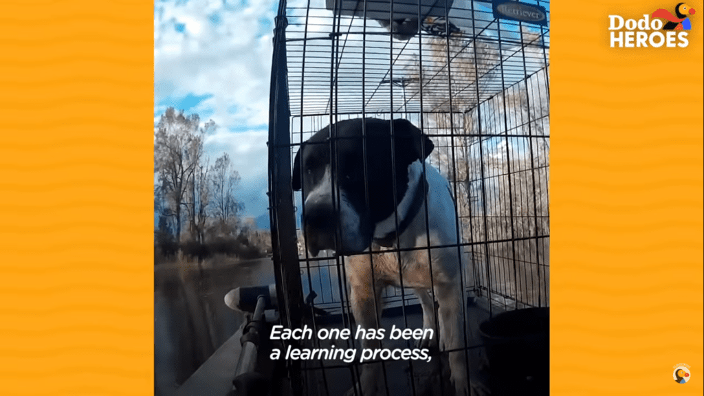 Heroic Man Has Rescued Thousands Of Animals From Disasters