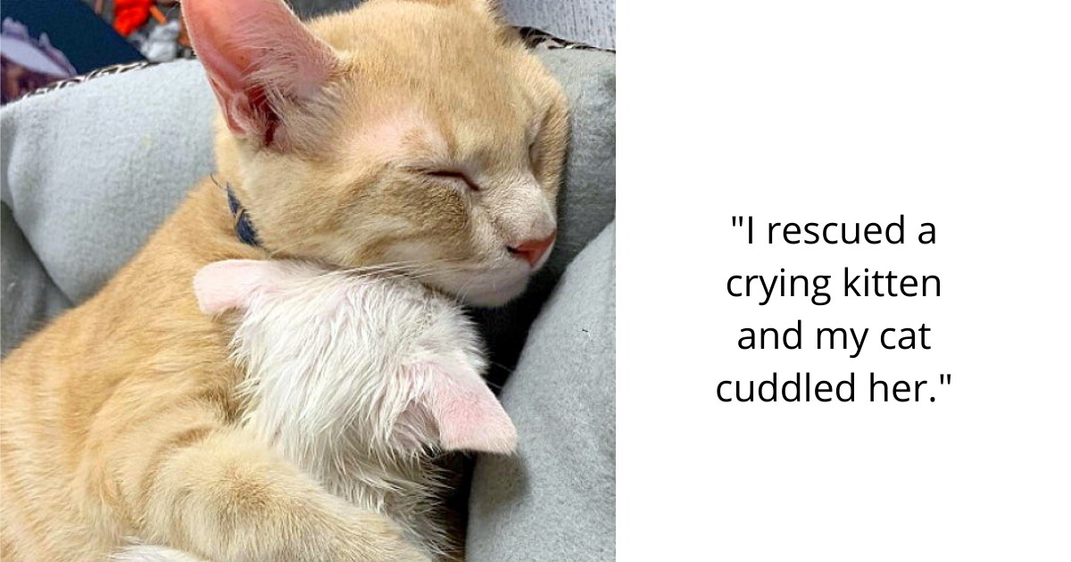 50 Animals Whose Love Is Unconditional