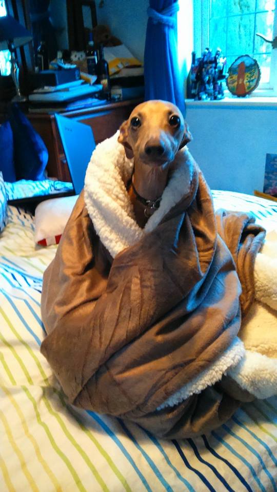 35 Funny Dogs Rocking Their Accessories