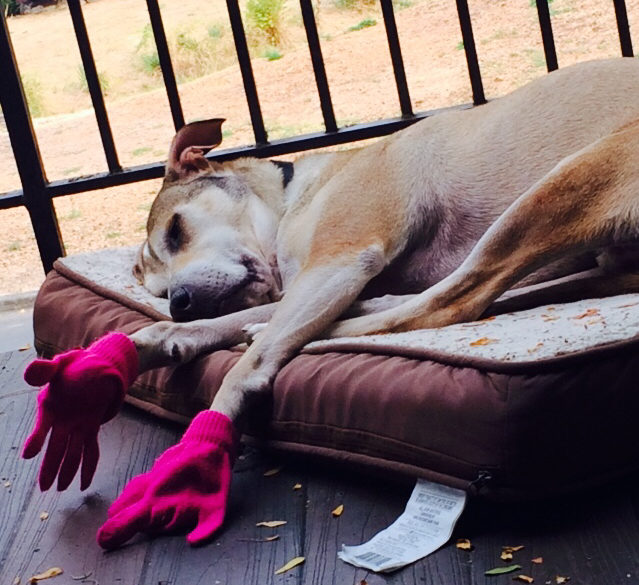35 Funny Dogs Rocking Their Accessories