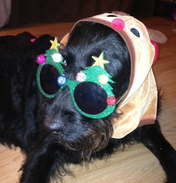 35 Funny Dogs Rocking Their Accessories