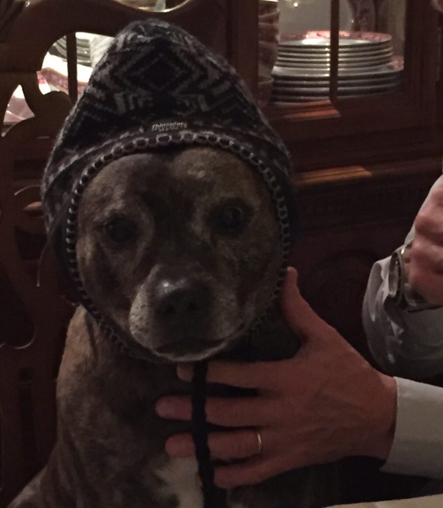 35 Funny Dogs Rocking Their Accessories