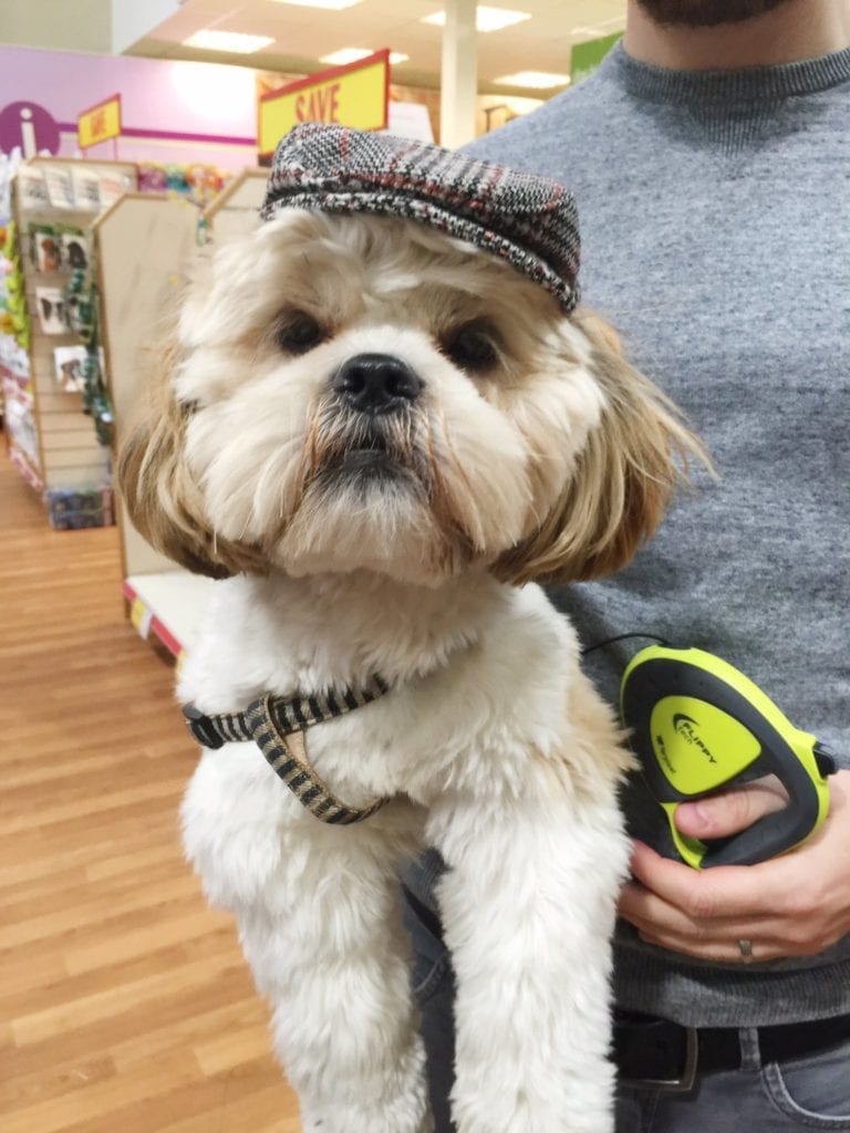 35 Funny Dogs Rocking Their Accessories