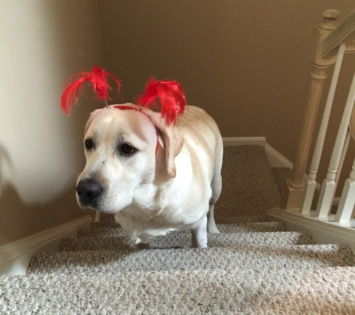 35 Funny Dogs Rocking Their Accessories