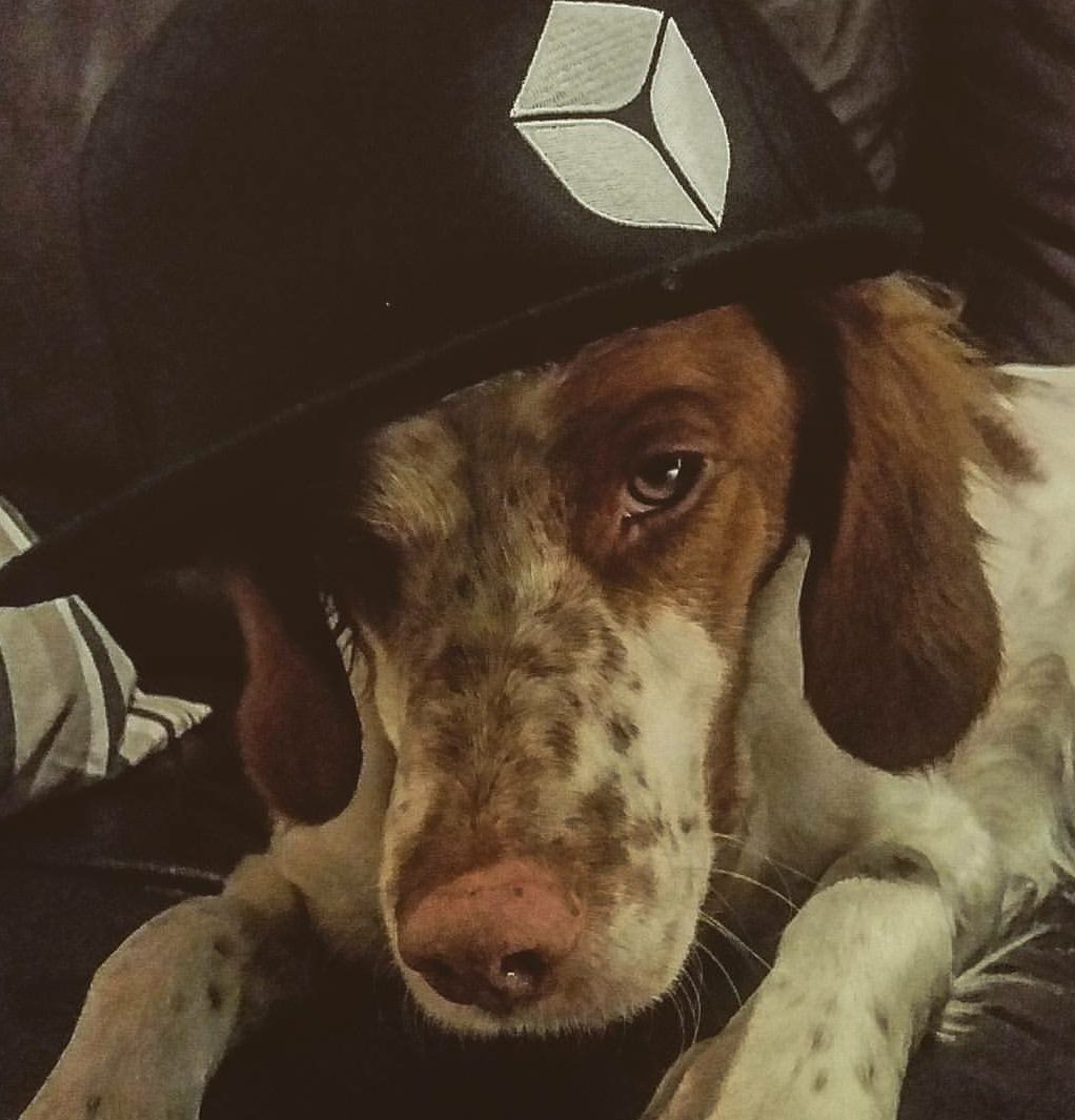 35 Funny Dogs Rocking Their Accessories