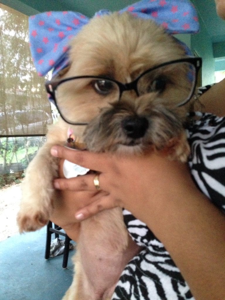 35 Funny Dogs Rocking Their Accessories
