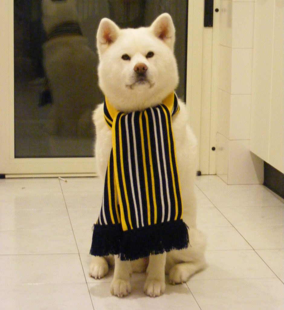 35 Funny Dogs Rocking Their Accessories