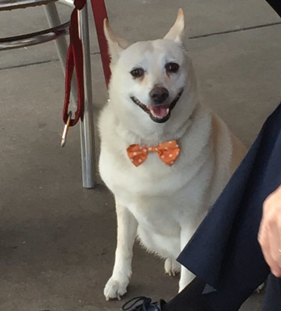 35 Funny Dogs Rocking Their Accessories